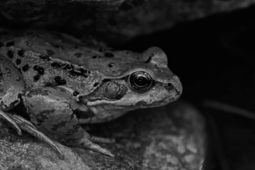 Frosch - Bild & Foto von CarinaSchobersberger aus Faszinierende S/W ...