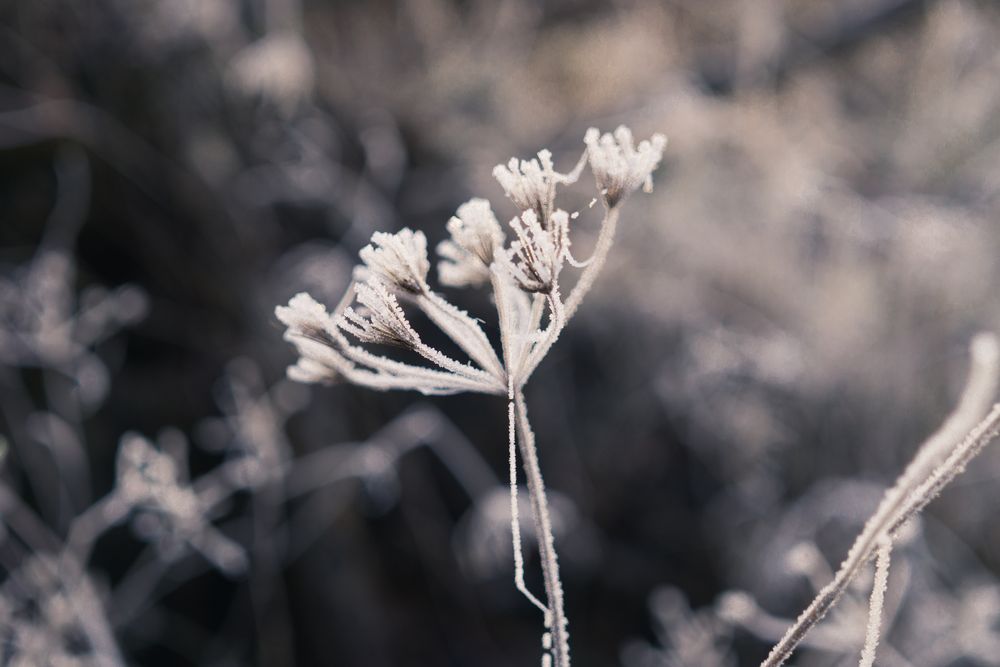 Frosty rime - Bild & Foto von Merle Photography aus Bokeh - ColorFoto ...