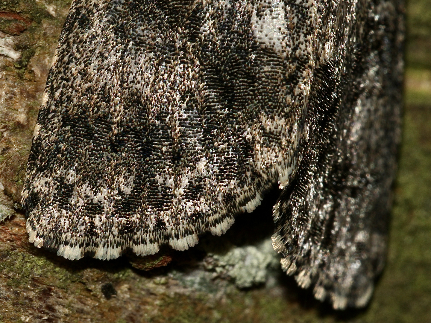 (7) Die Ampfer-Rindeneule (Acronicta rumicis) Foto & Bild | natur ...
