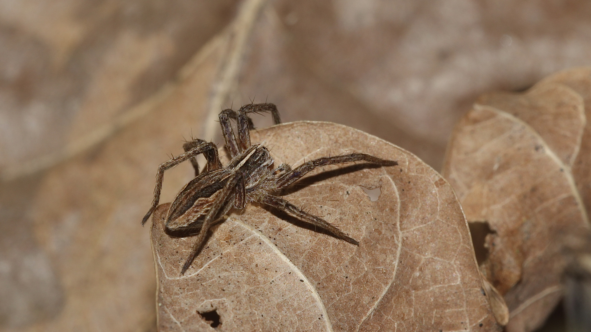 (7) Die Listspinne (Pisaura mirabilis) ... Foto & Bild | natur, bayern ...
