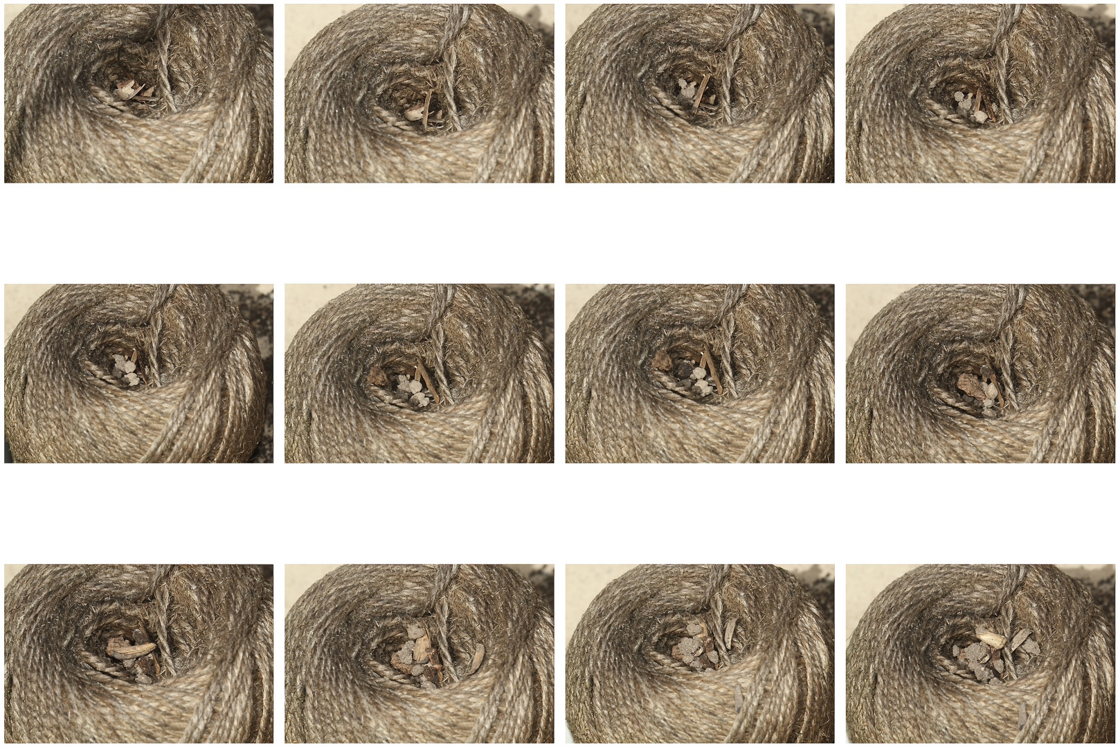 (7) Ein Nest der Großen Wollbiene (Anthidium manicatum) Foto & Bild ...