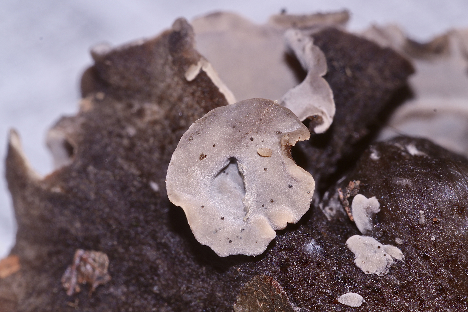 (7) Ein zweiter Trichter wächst aus dem vollständigen der ...