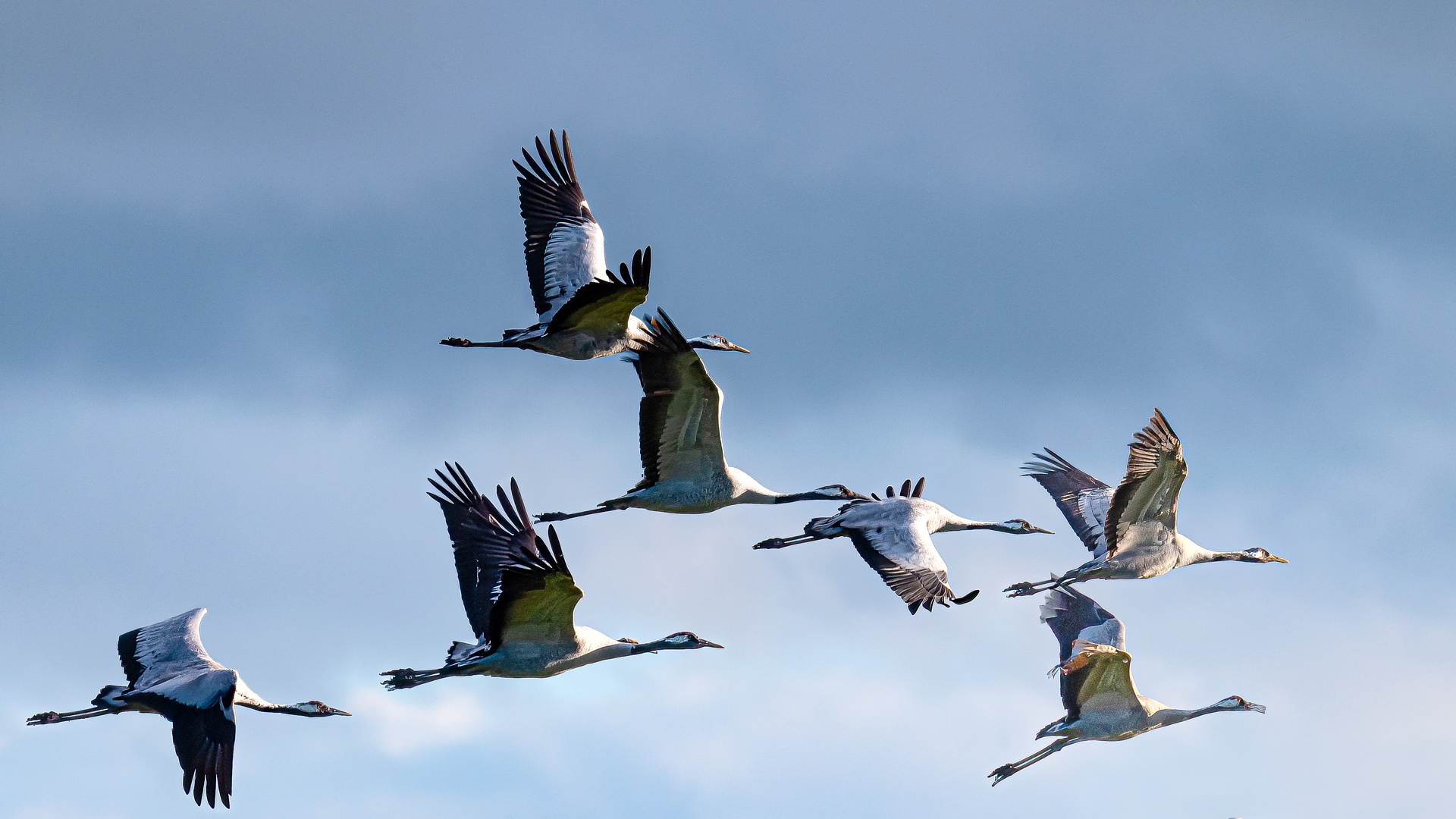 7 Kraniche im Flug Foto & Bild | fotos, himmel, natur Bilder auf ...