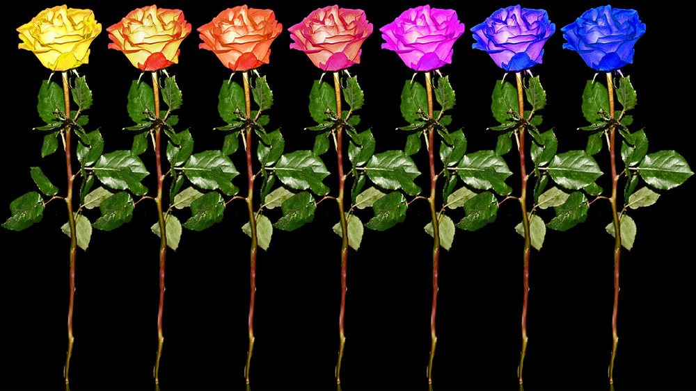 7 Rosen 7 roses Foto & Bild | pflanzen, pilze & flechten, blüten ...