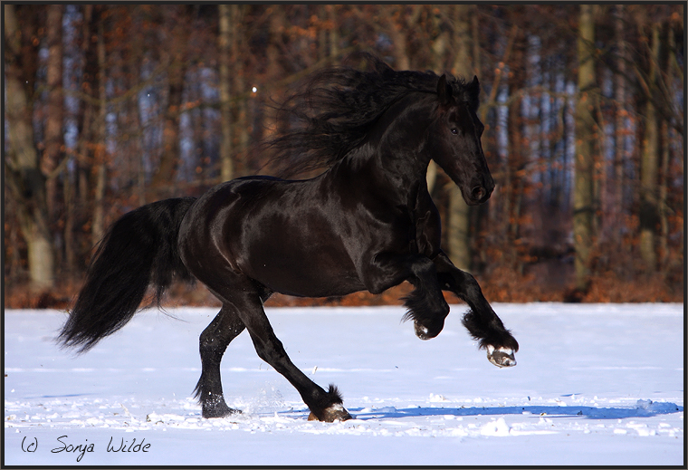 * Foto & Bild | tiere, haustiere, pferde, esel, maultiere Bilder auf ...