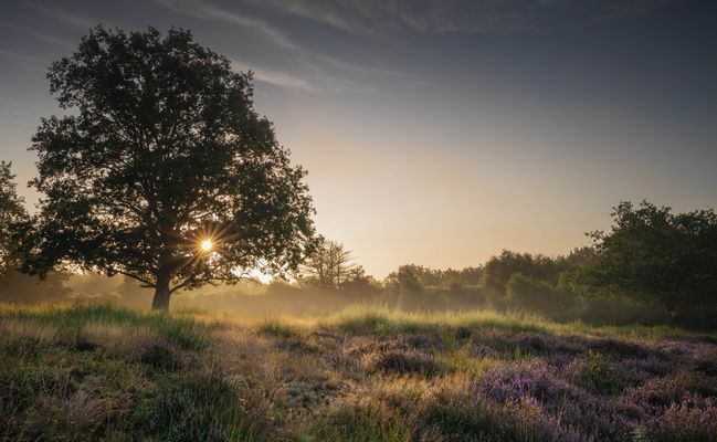 Heide Bilder & Fotos