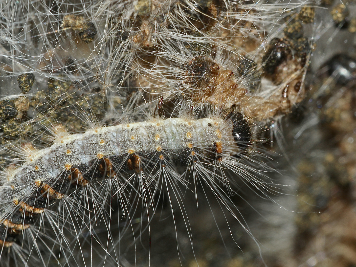 (8) Der Eichenprozessionsspinner (Thaumetopoea processionea) Foto & Bild | forst, wald, natur ...