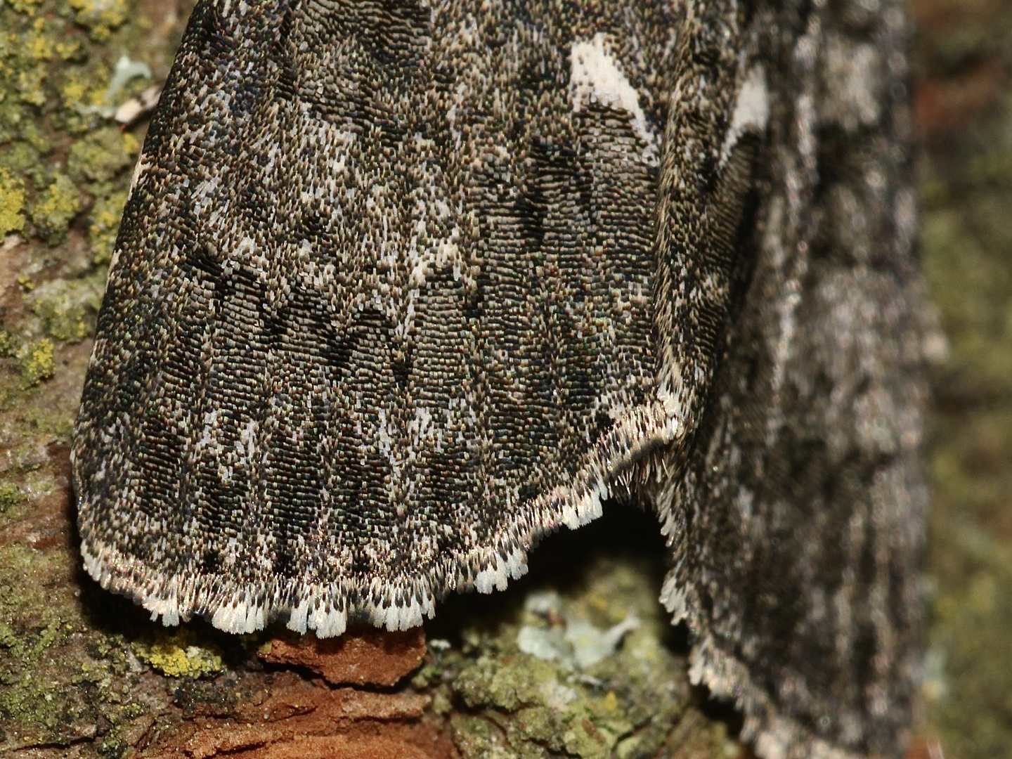 (8) Die Ampfer-Rindeneule (Acronicta rumicis) Foto & Bild | natur ...