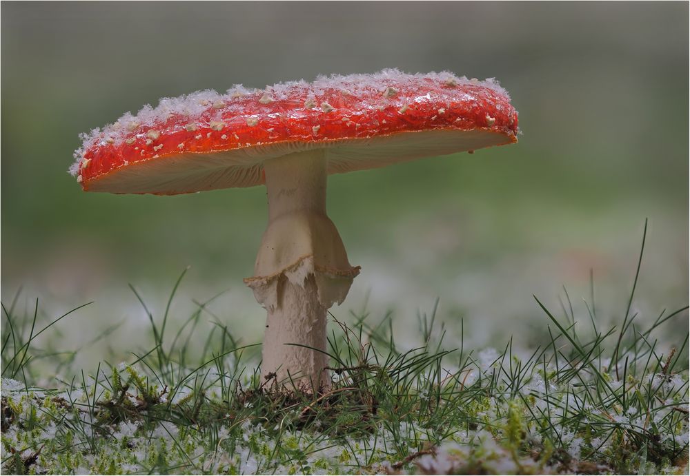 8 Tage später....... Foto & Bild | rot, natur, giftig Bilder auf ...