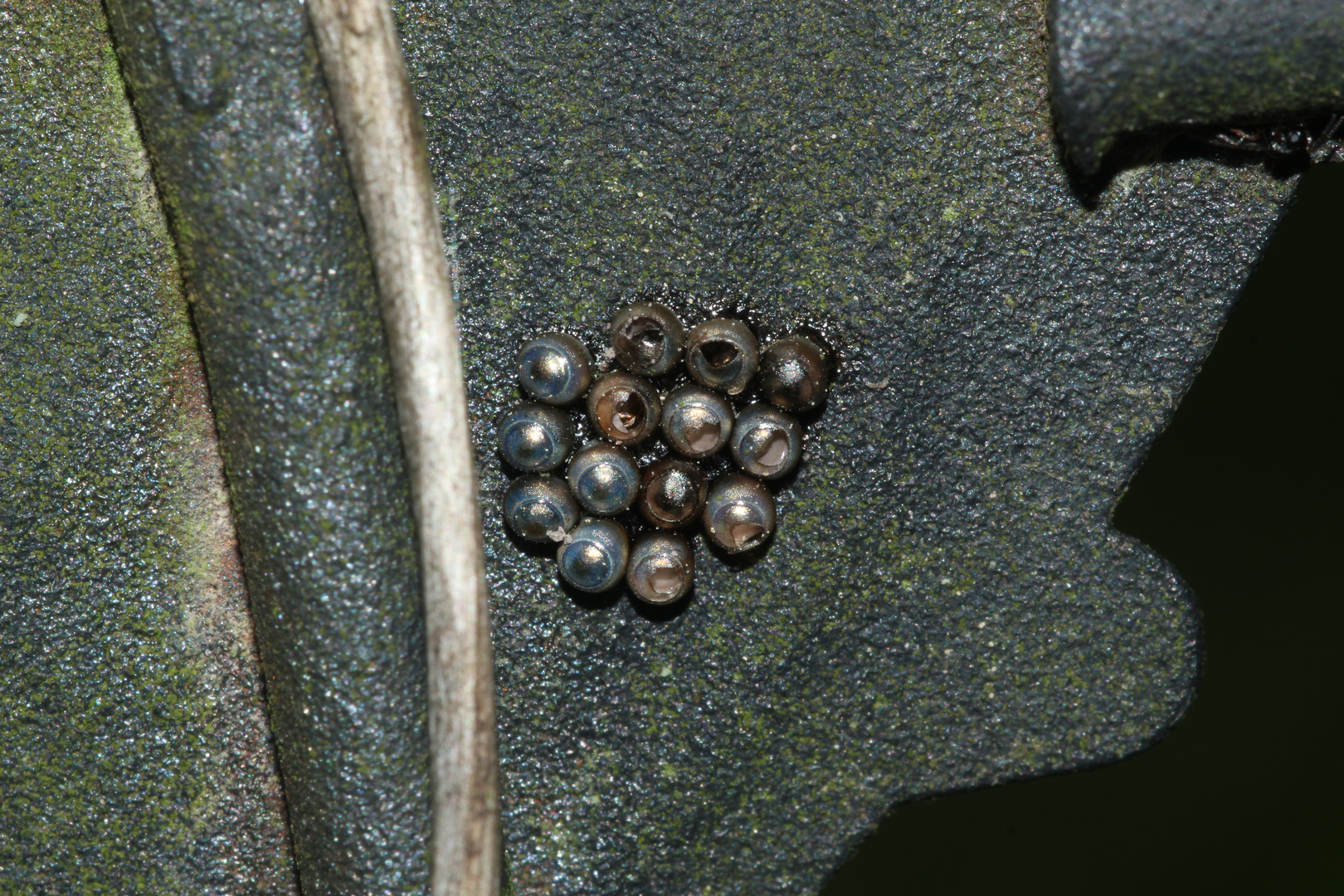 (8) Wanzeneier - hier: Graue Gartenwanze, Rhaphigaster nebulosa Foto ...