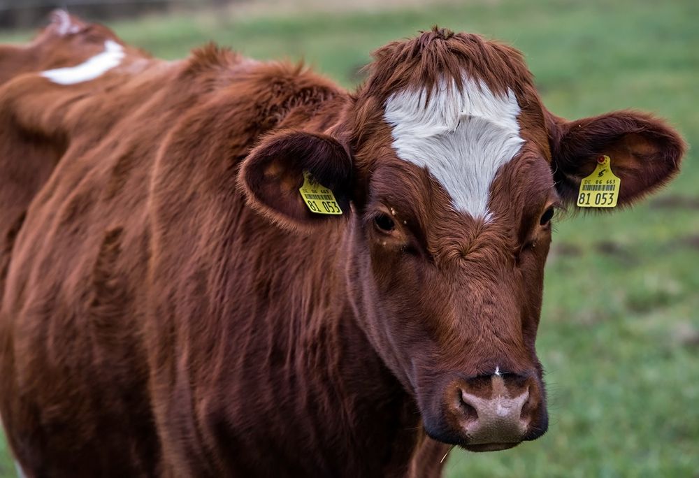 81053 Foto & Bild | natur, portrait, kuh Bilder auf fotocommunity