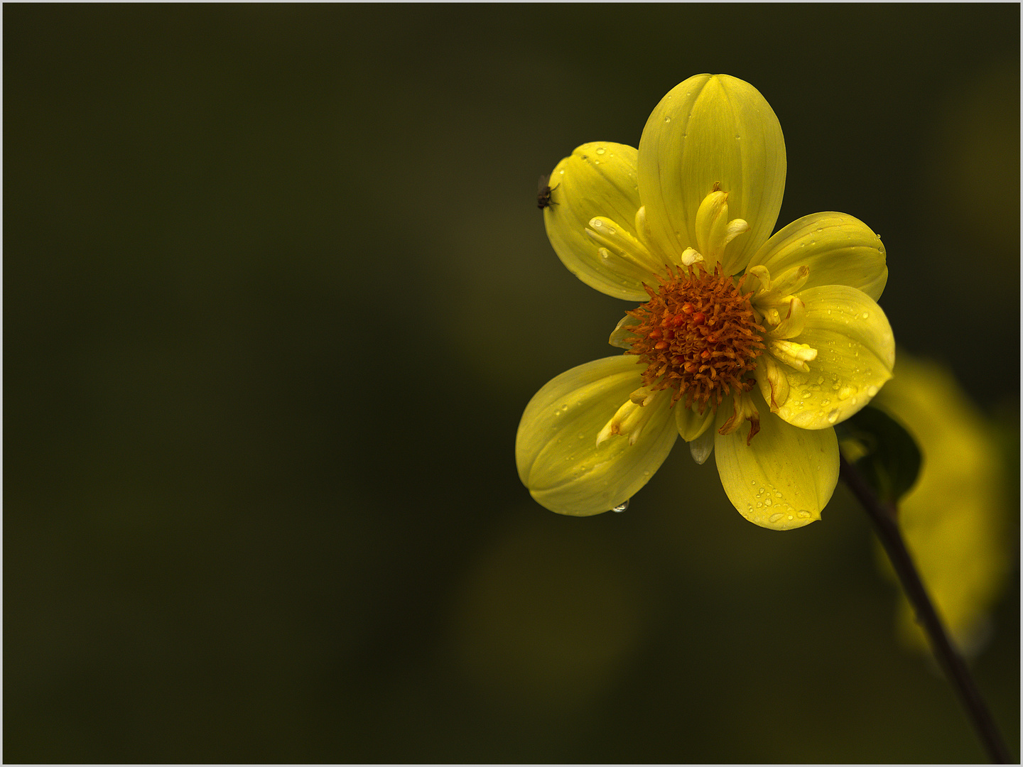 8550 --- auf der BuGa --- Foto & Bild | spezial, available light, natur ...