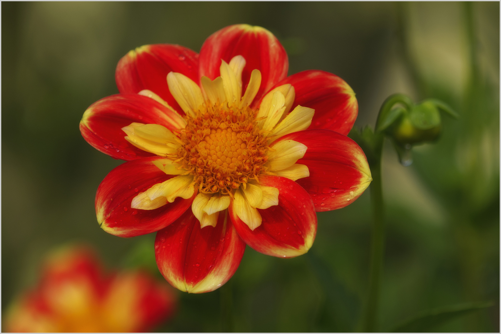 8556 --- auf der BuGa --- Foto & Bild | spezial, available light, natur ...