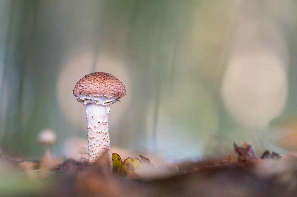 Foto & Bild | wald, makro, natur Bilder auf fotocommunity