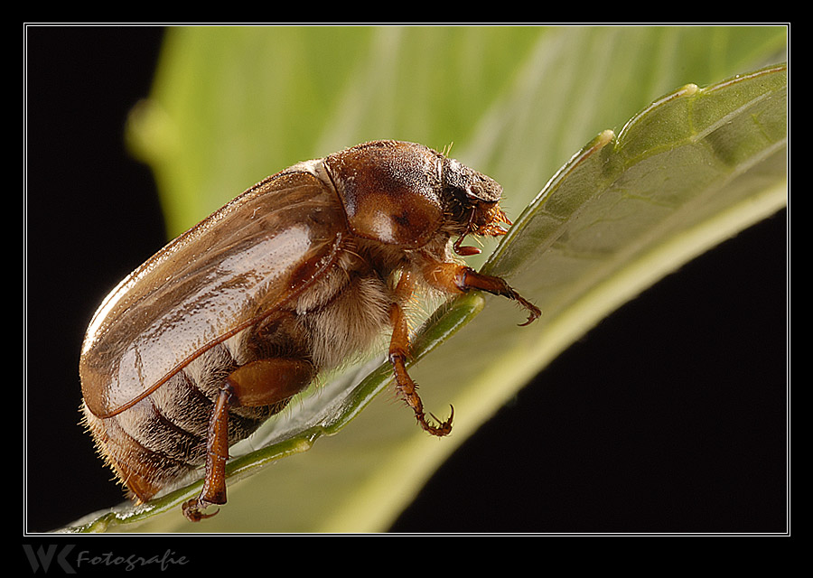 Foto & Bild | tiere, wildlife, insekten Bilder auf fotocommunity