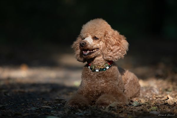 Hunde, Hundebilder, Hundefotos