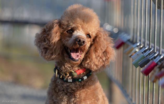 Hunde, Hundebilder, Hundefotos