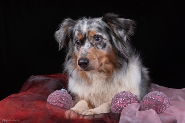 Hunde, Hundebilder, Hundefotos