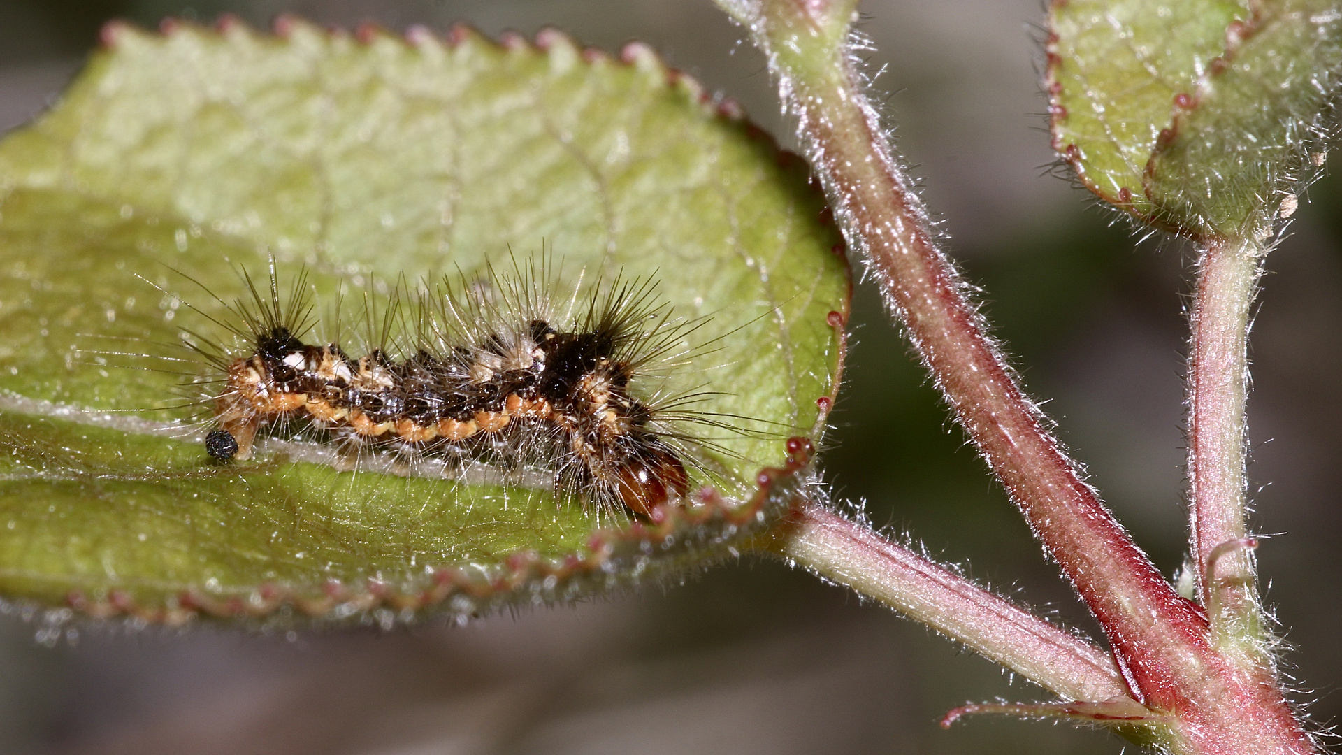 (9) Die Ampfer-Rindeneule (Acronicta rumicis) Foto & Bild | natur ...