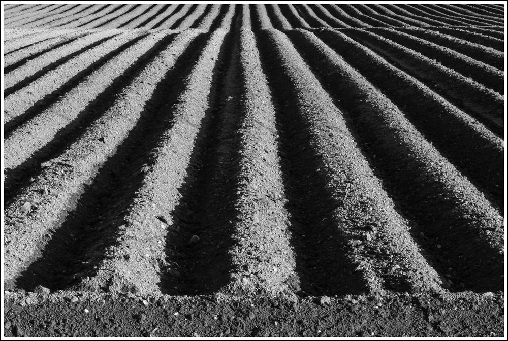 Acker - Bild & Foto von Peter Stirnimann aus 05 Geometrie in der Natur ...