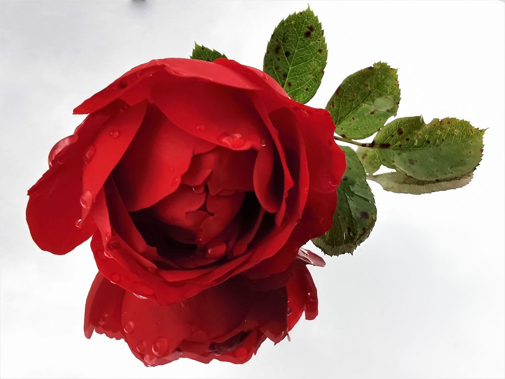 Flying Rose - Bild & Foto von malereibetrieb_plank aus 09 Natur - Liebe ...