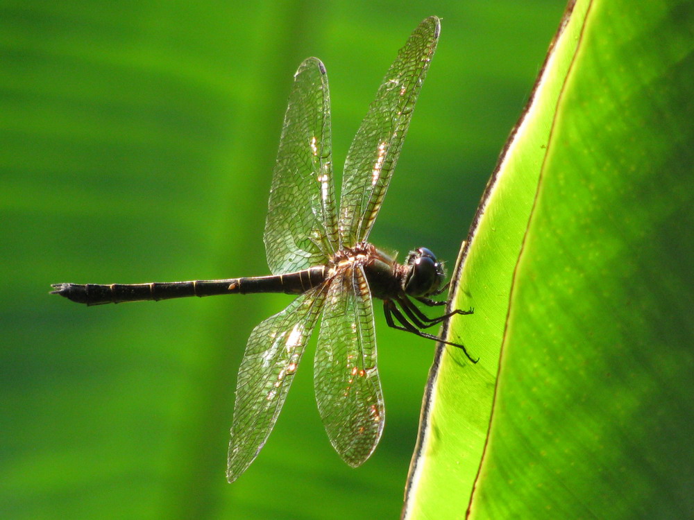 A Bali photo et image | macro nature, macro insectes, libellules Images ...