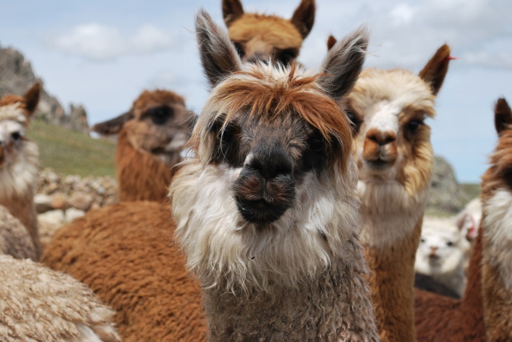 A beautiful alpaca, Puno, Peru Imagen & Foto | south america, peru ...
