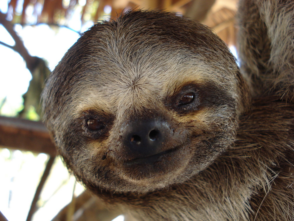 A beautiful sloth bear Imagen & Foto | animals, zoos, parks ...