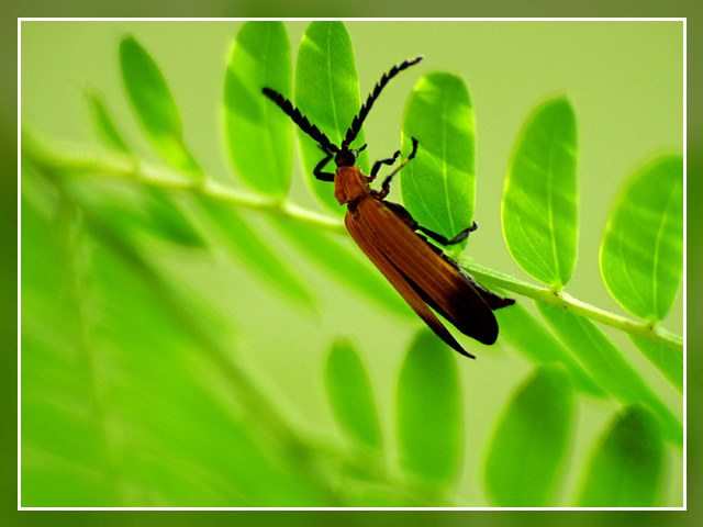 a bug Foto & Bild | animals, wildlife, insects Bilder auf fotocommunity