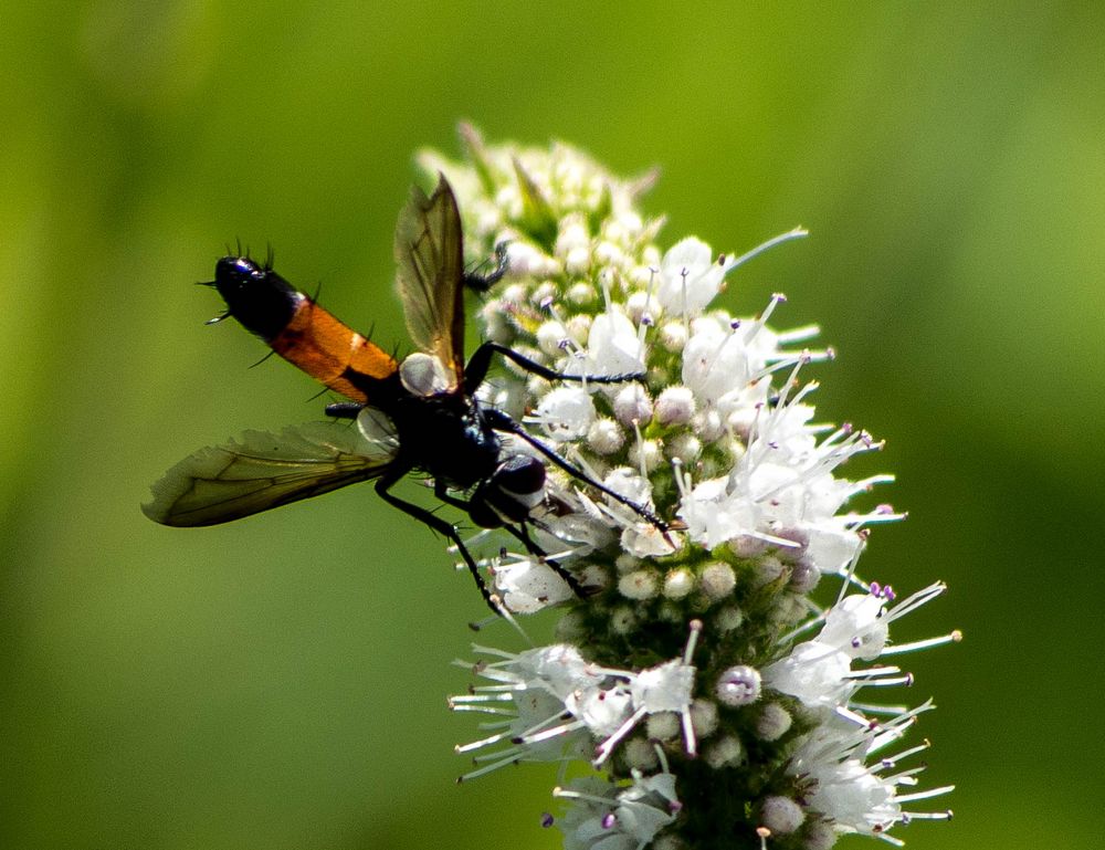 çà butine à donf ! photo et image | animaux, animaux sauvages, fleurs ...