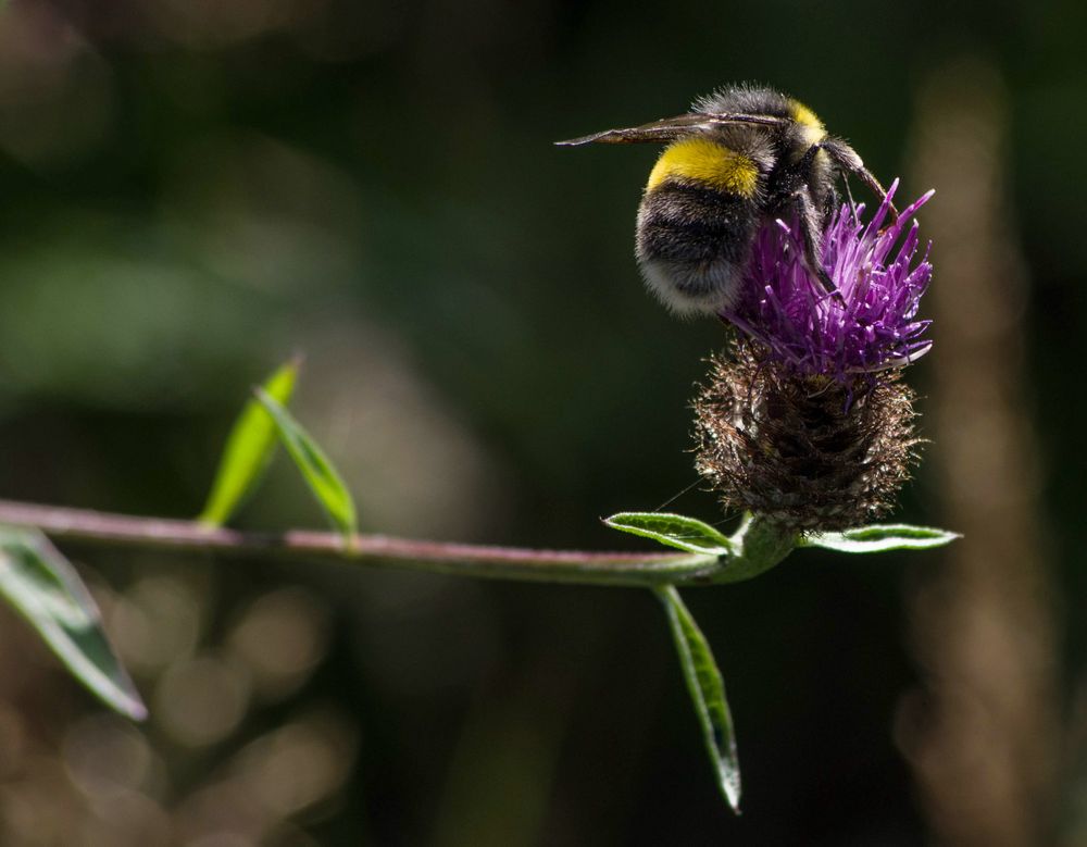 çà butine à donf photo et image | nature, fleurs, animaux Images ...