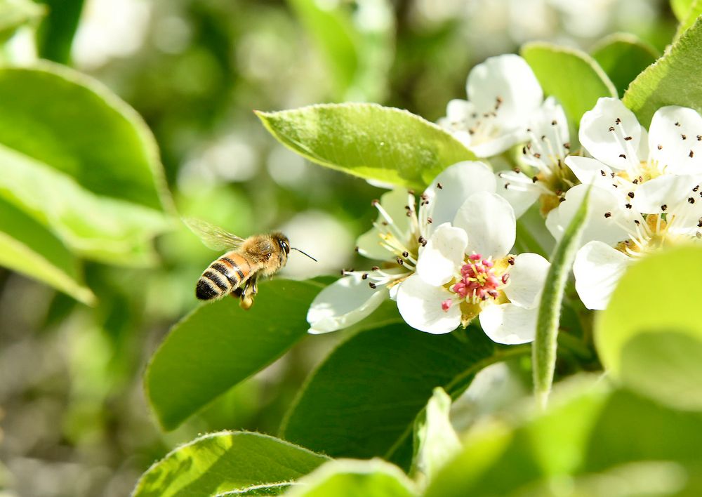 ça butine a fond aujourd'hui photo et image | animaux, provence, nature ...