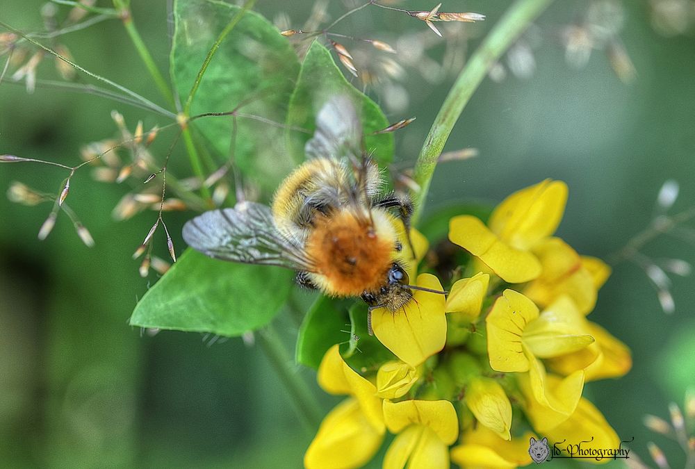 ça butine photo et image | divers, nature Images fotocommunity