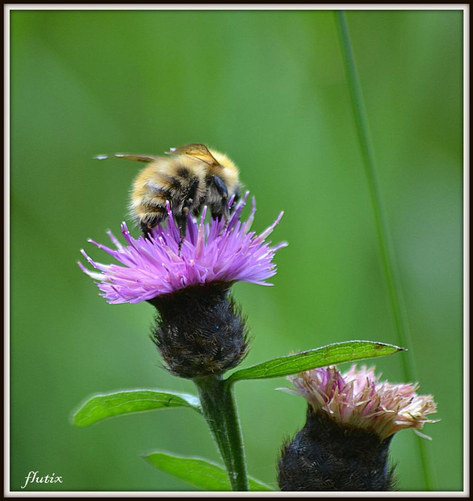ça butine ! photo et image | macro nature, macro insectes, nature ...