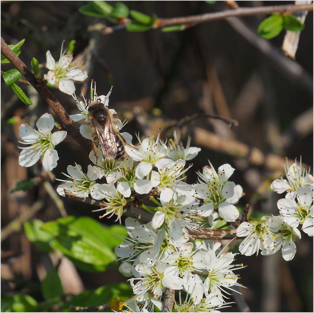 …ça commence à butiner ! photo et image | natur, pflanzen, animaux ...