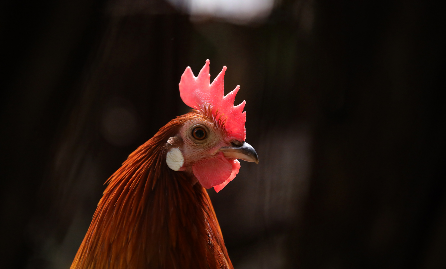 A Hahn... Foto & Bild | tiere, zoo, wildpark & falknerei, vögel Bilder ...