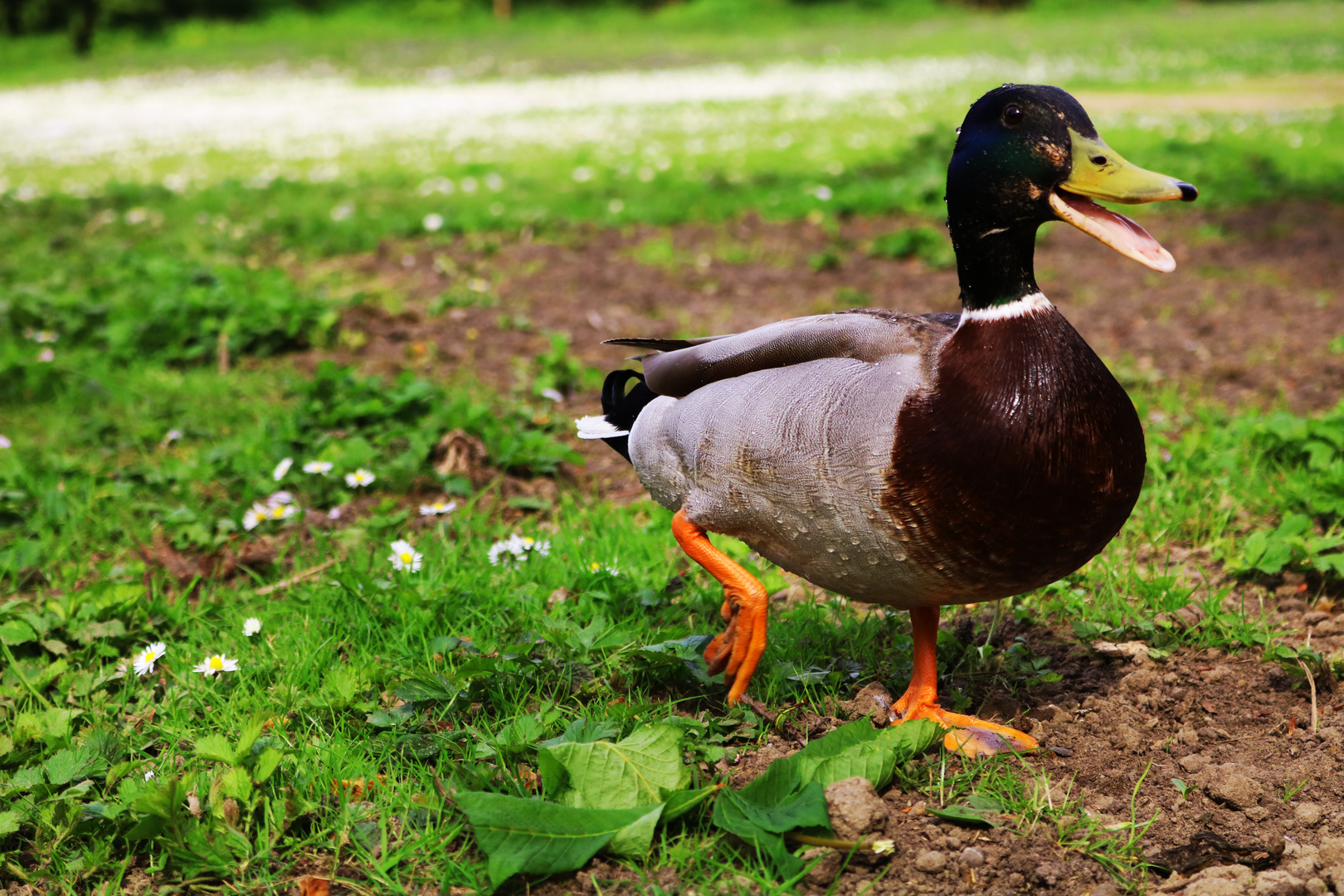 A happy duck is a happy duck. Foto & Bild | tiere, natur, photo Bilder ...