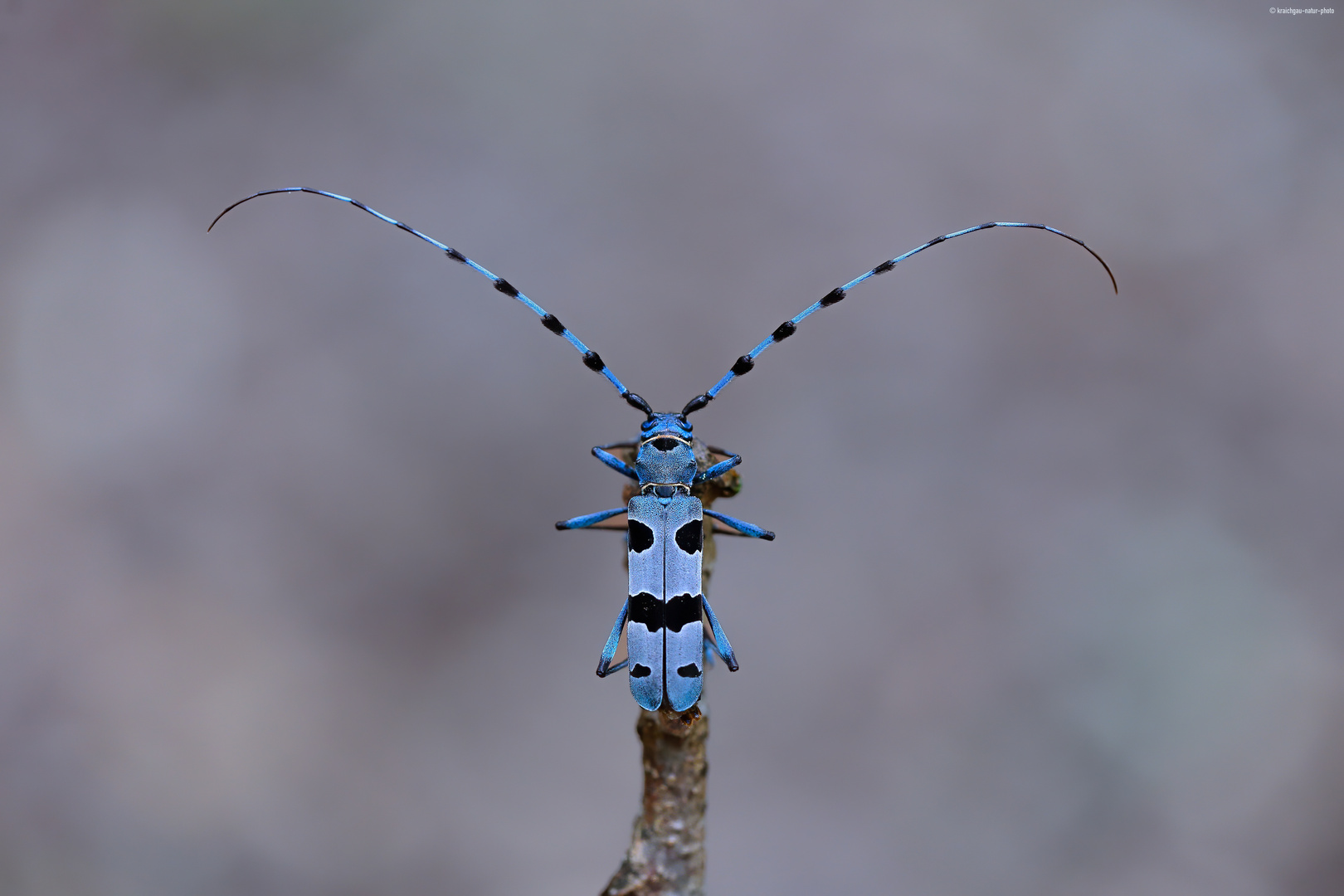 A L P E N B O C K . i n . v o l l e m . O R N A T . i n . g e d e c k t e m . L i c h t e Foto ...