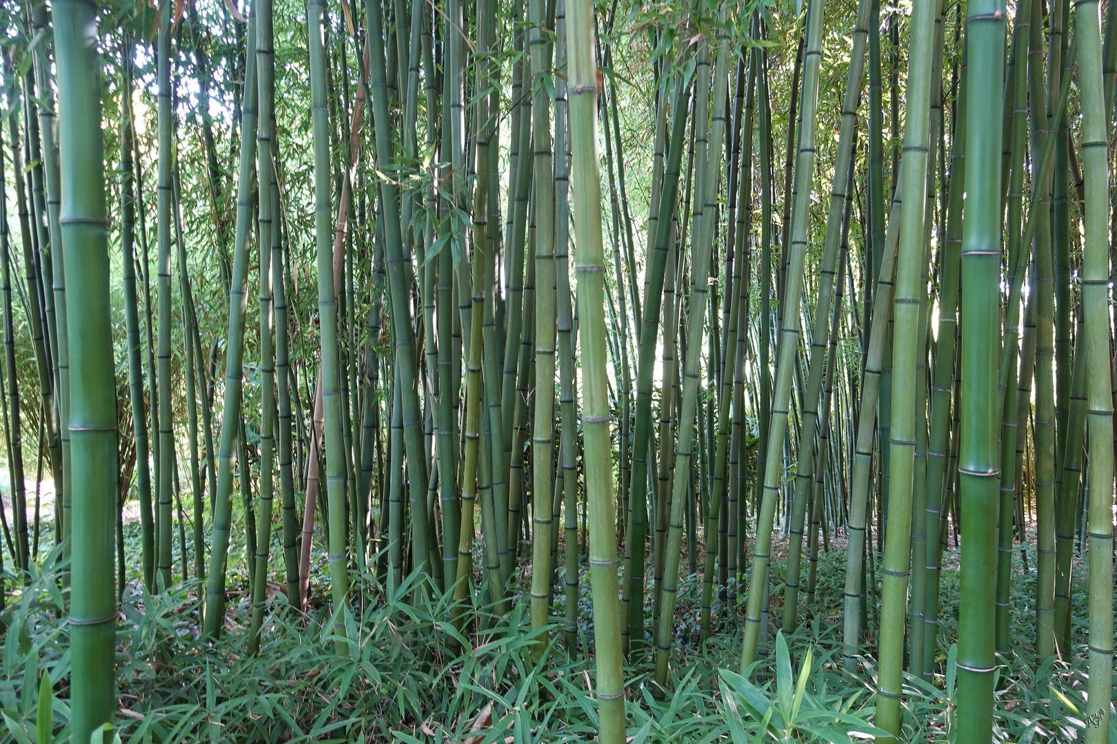 A la bambouseraie..... photo et image | nature, jardins, vert Images ...