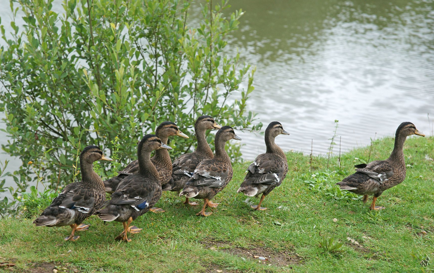 A la queue leu leu ...... photo et image | animaux, animaux sauvages ...