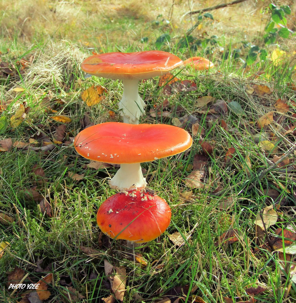 A la queue leu leu! photo et image | les saisons, automne, paysase ...