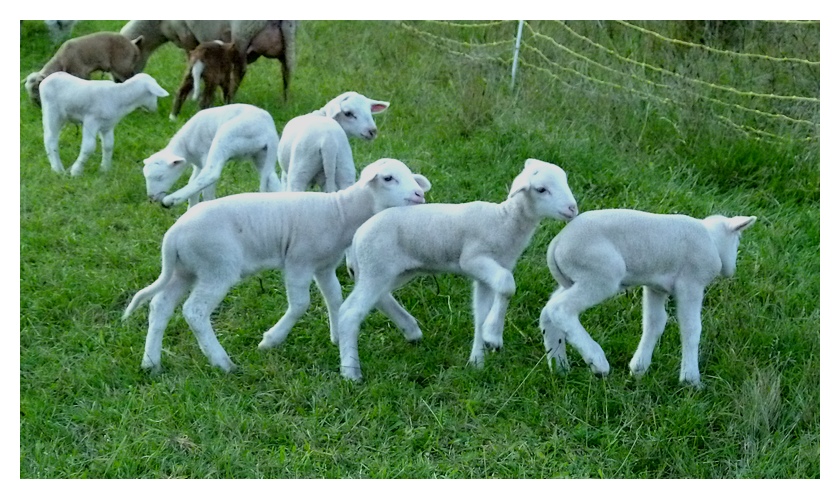 *à la queue leu leu* photo et image | animaux, animaux domestiques ...