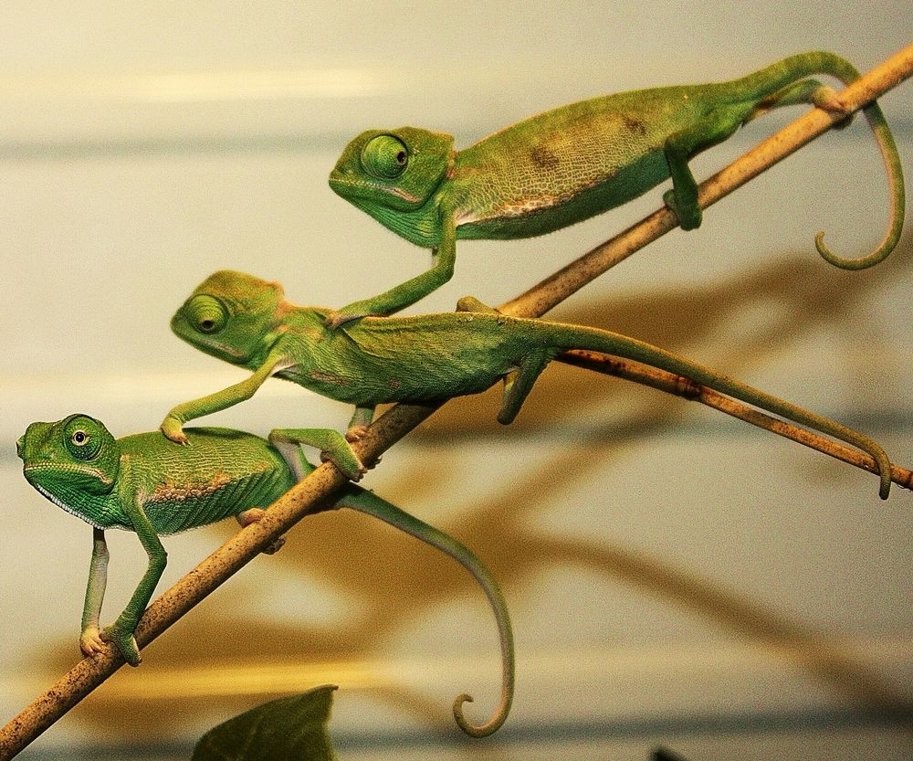 A la queue leuleu! photo et image | animaux, reptiles, amphibiens ...