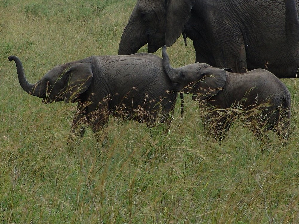 A la queue leuleu au Kenya photo et image | animaux, animaux sauvages ...