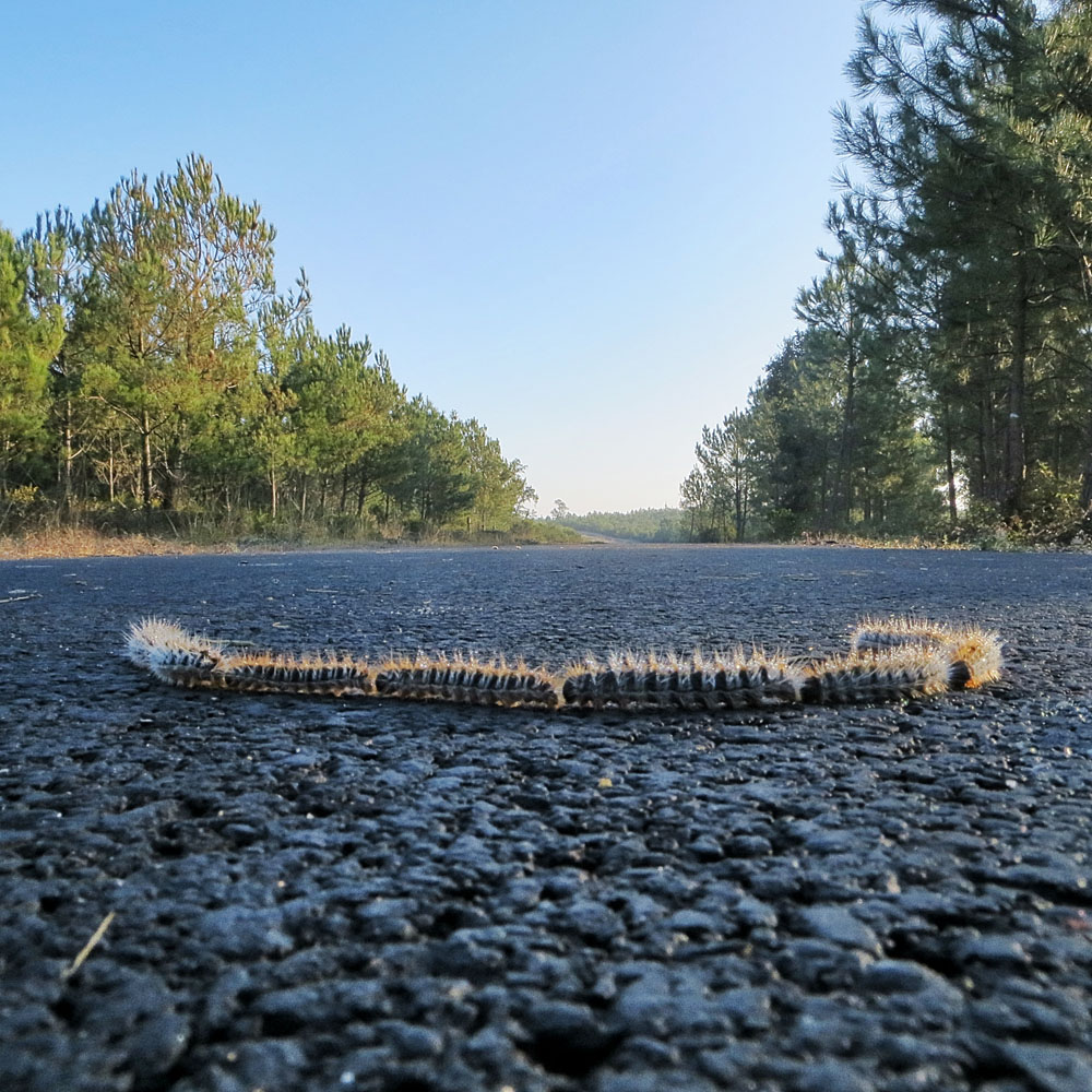 à la queuleuleu !! photo et image | macro nature, macro insectes ...