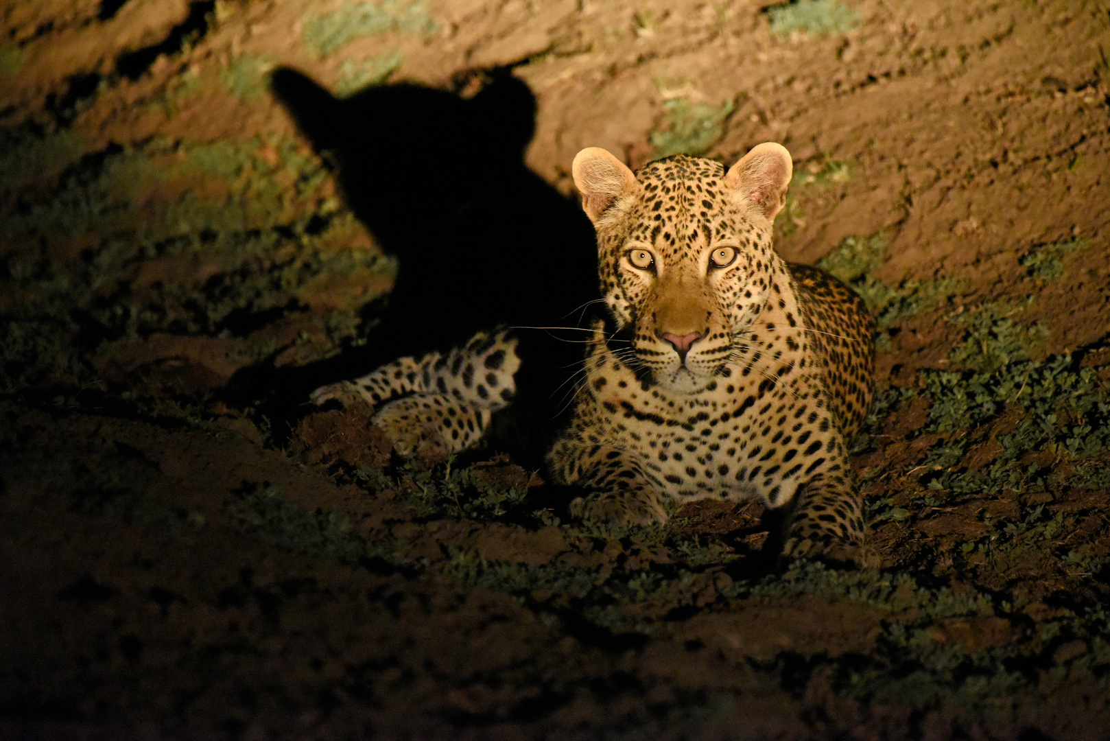 A leopard's shadow Foto & Bild | africa, southern africa, tiere Bilder ...