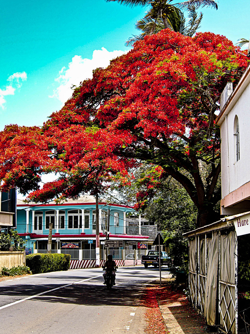 a l'ombre d'un flamboyant photo et image | world, arbres, ile maurice ...