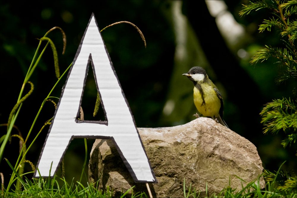 A Meise Foto & Bild | natur, vögel, meise Bilder auf fotocommunity