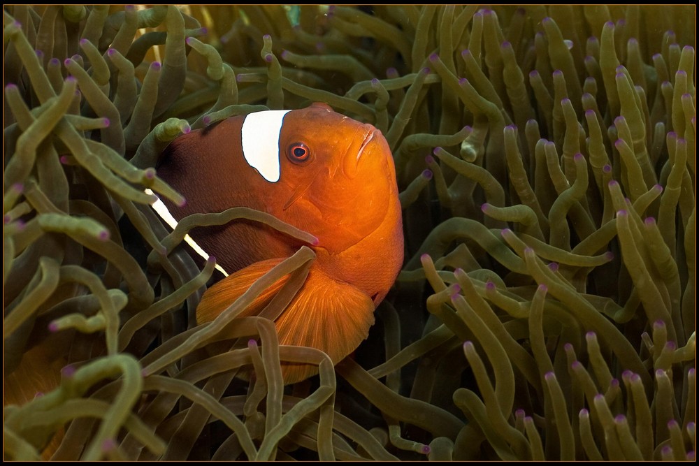 A-nemo-nen-fisch Foto & Bild | unterwasser, uw-salzwasser, natur ...