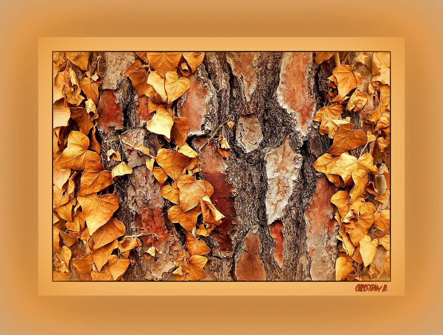 A photo nulle,cadre nul...... photo et image | nature, macro, automne ...